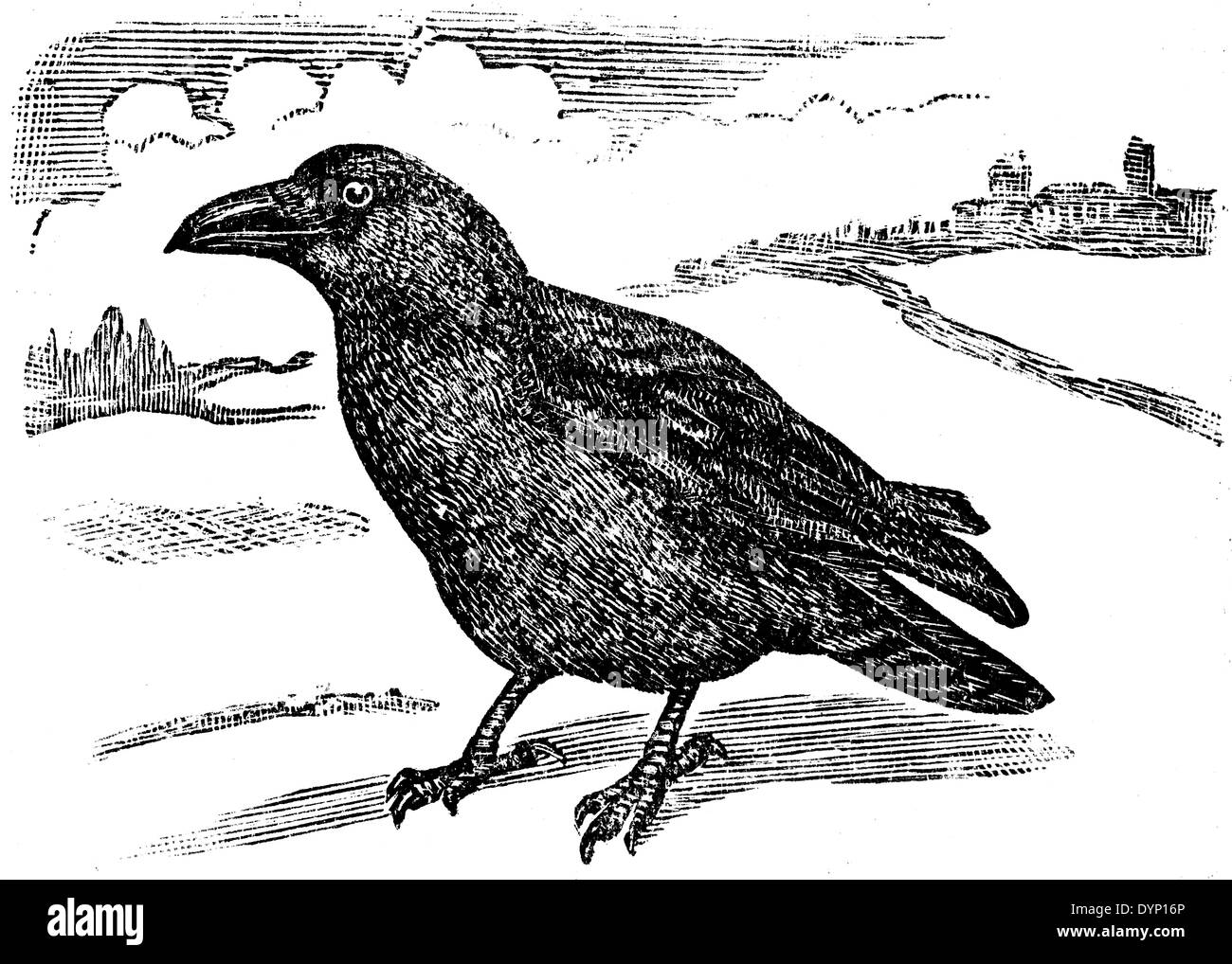 Common Raven (Corvus corax), illustration from Soviet encyclopedia ...