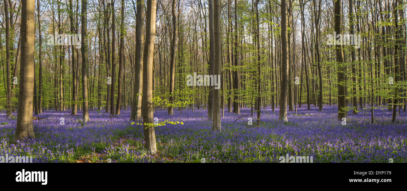 Bluebells (Endymion nonscriptus) in flower in beech forest (Fagus ...
