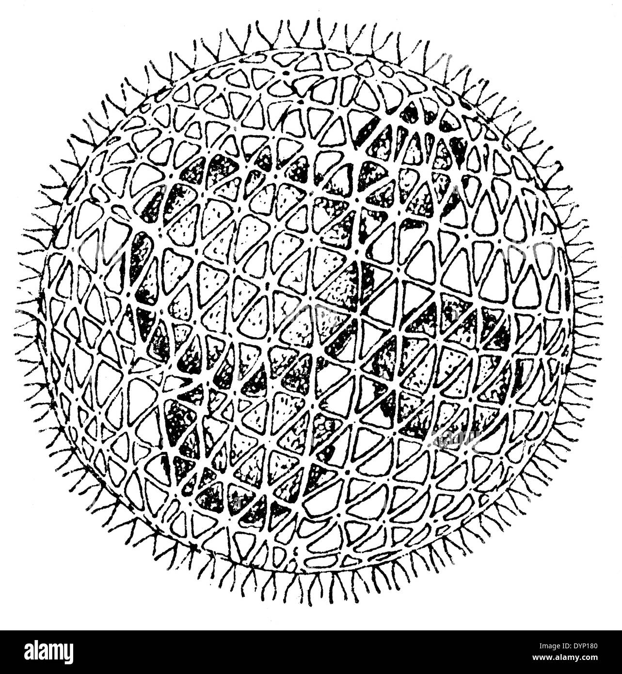 Volvox hi-res stock photography and images - Alamy