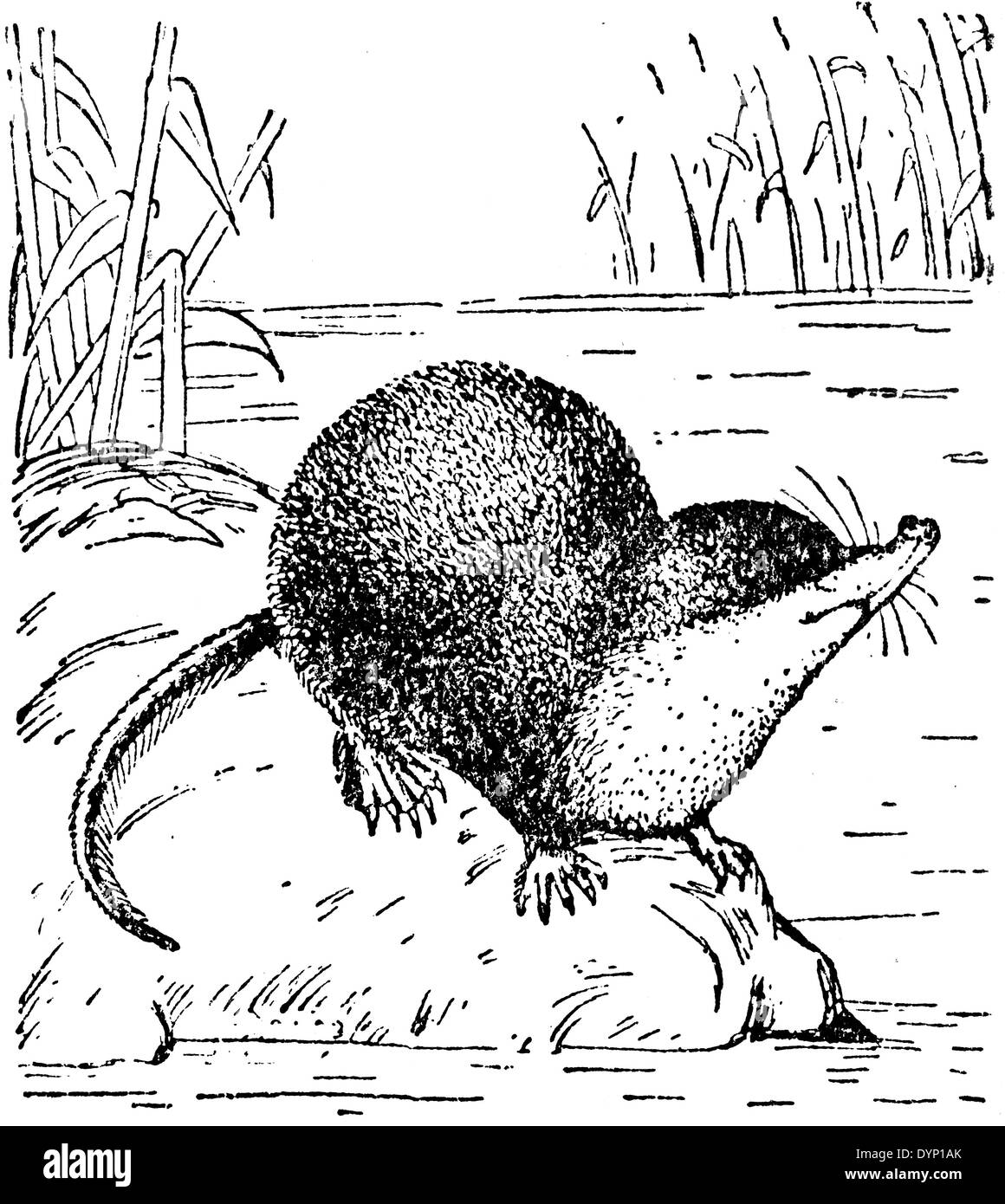 Eurasian water shrew (Neomys fodiens), illustration from Soviet ...