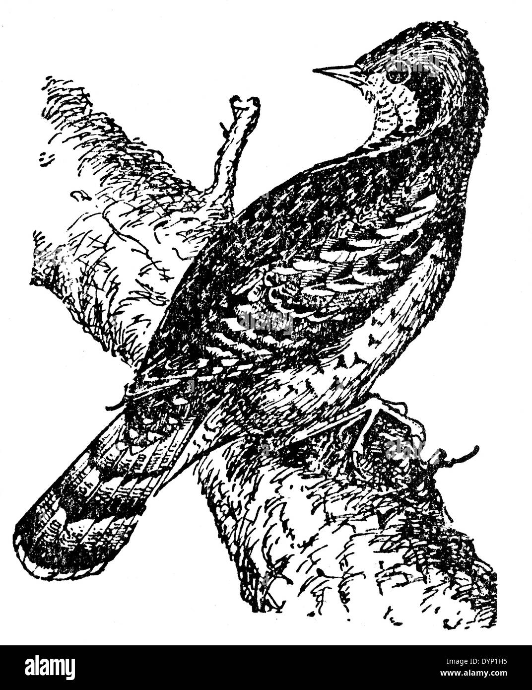 Flying Woodpecker Drawing