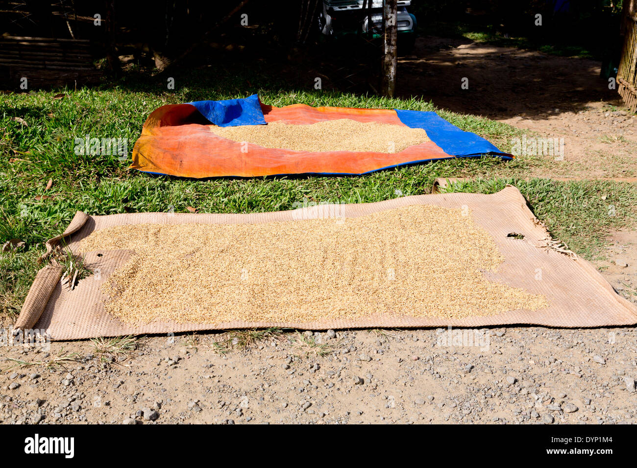 Rice drying on the Street in Puerto Princesa, Palawan, Philippines ...