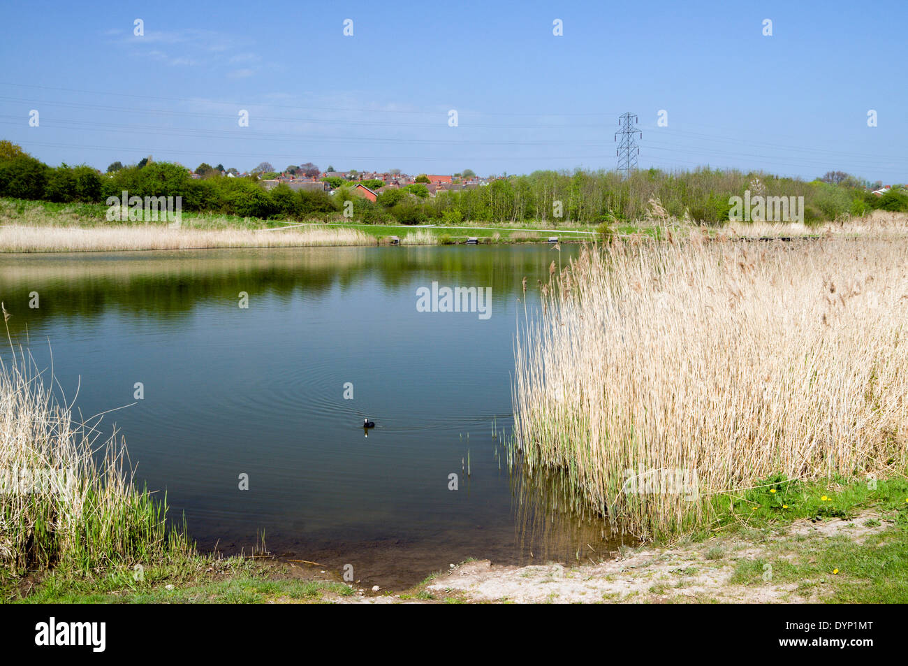Lamby Lake, Tredelerch Park, Lamby Way, Cardiff, South Wales Stock ...