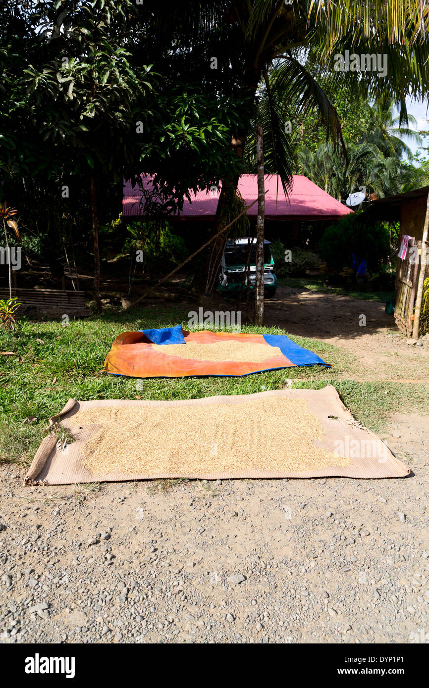 Rice drying hi-res stock photography and images - Alamy