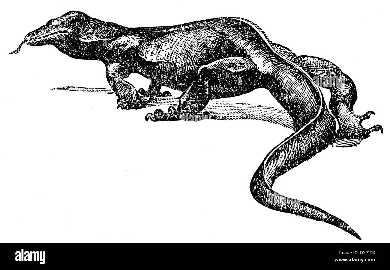Komodo dragon, Varanoidea lizard, illustration from Soviet encyclopedia ...