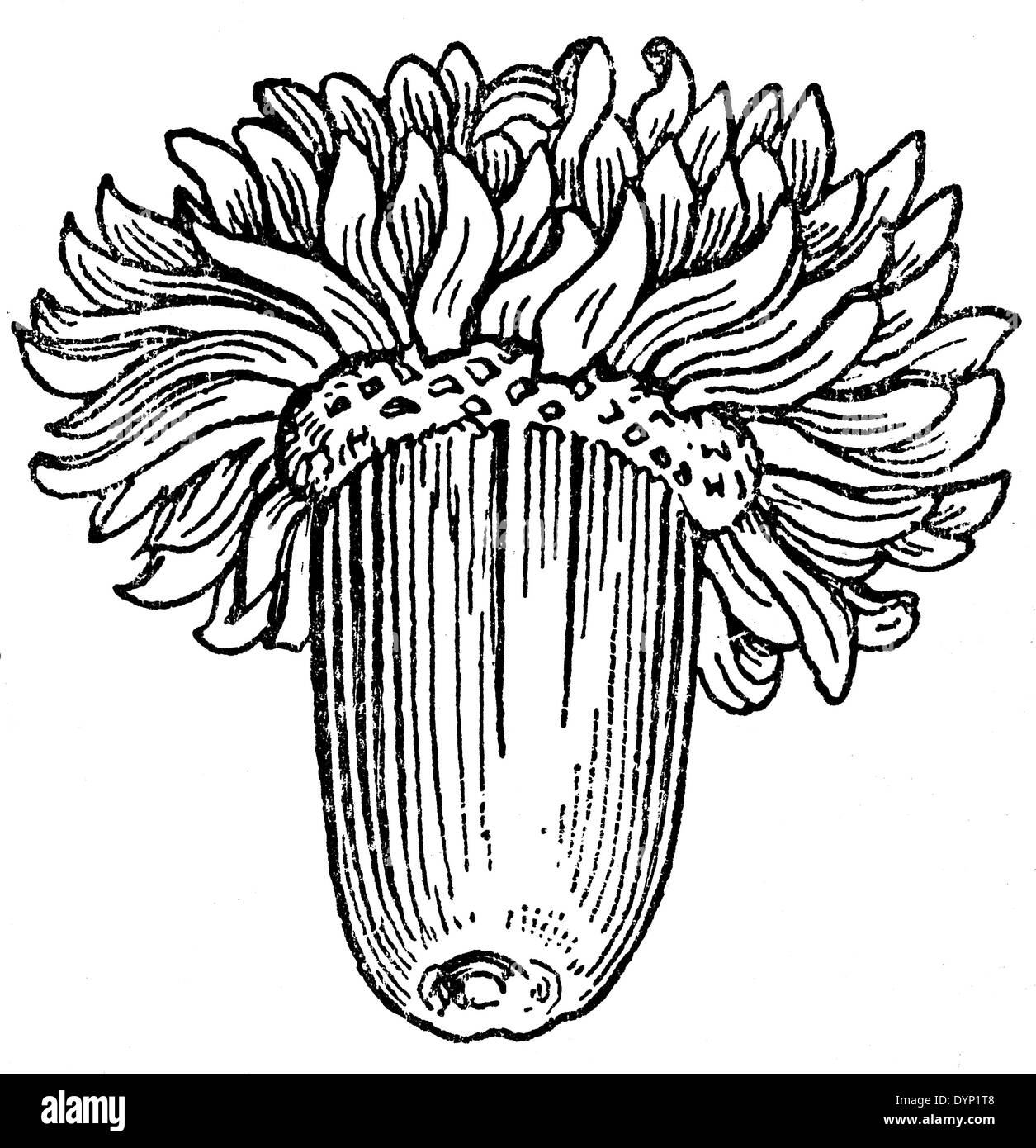 Acorn of Valonia oak (Quercus macrolepis), illustration from Soviet ...