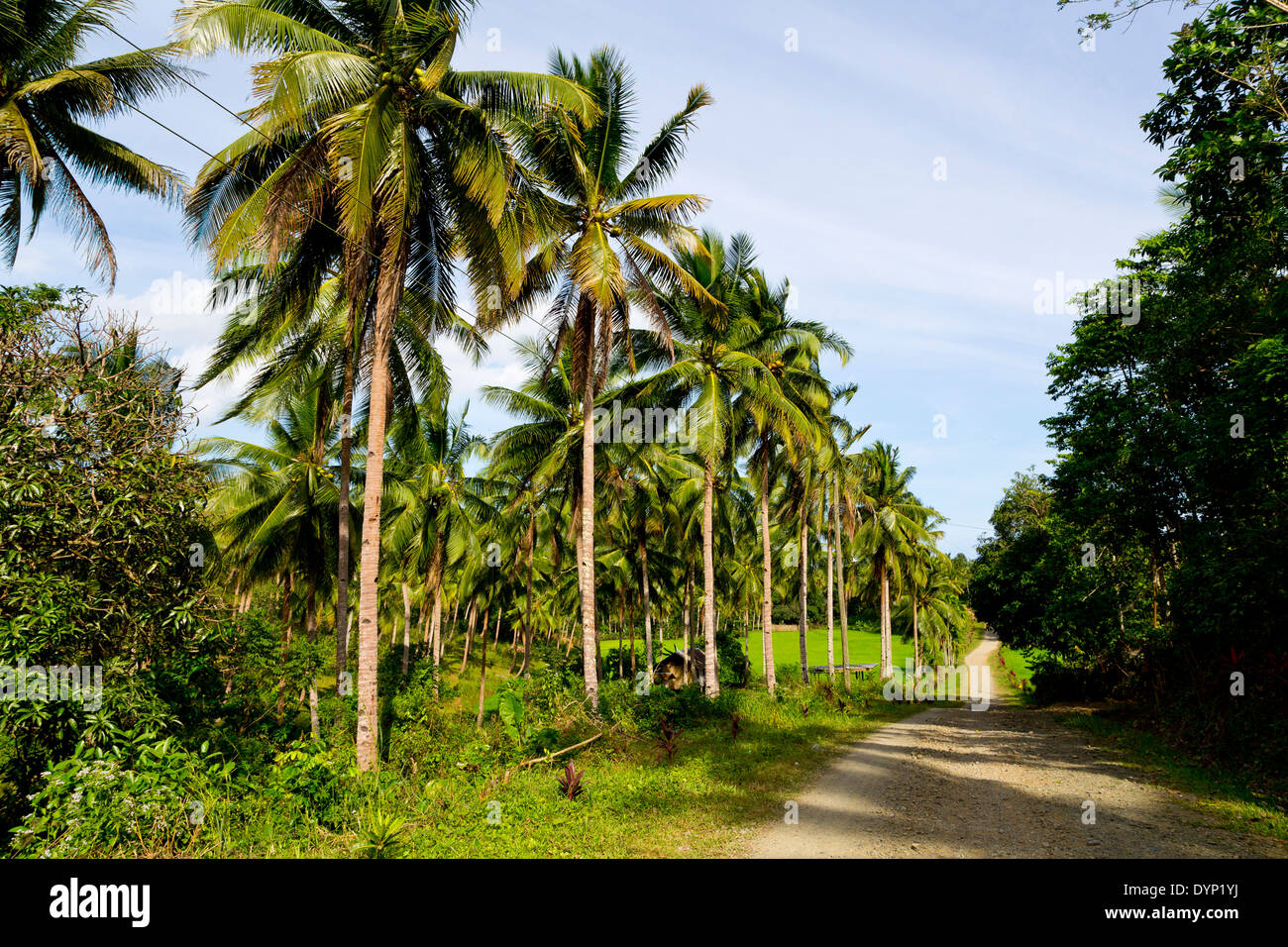 Rural Country Road in Puerto Princesa, Palawan, Philippines Stock Photo ...