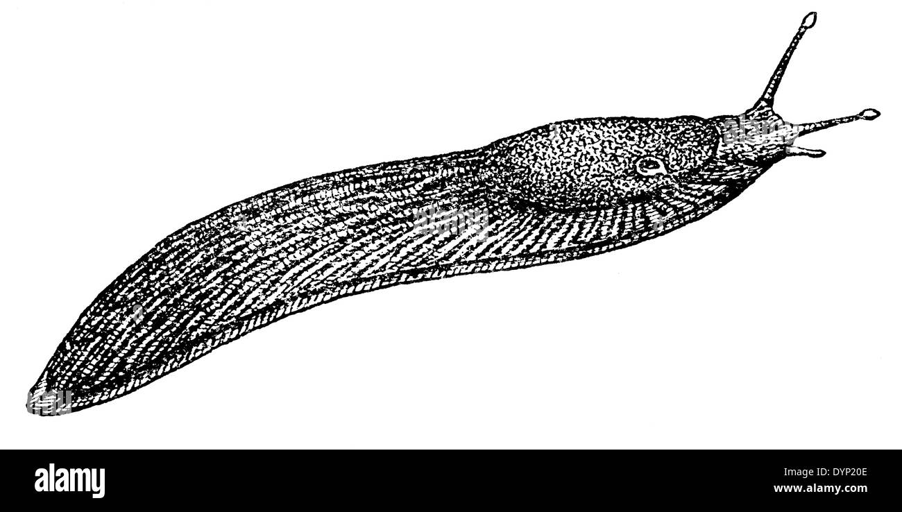 Slug Clip Art Black And White