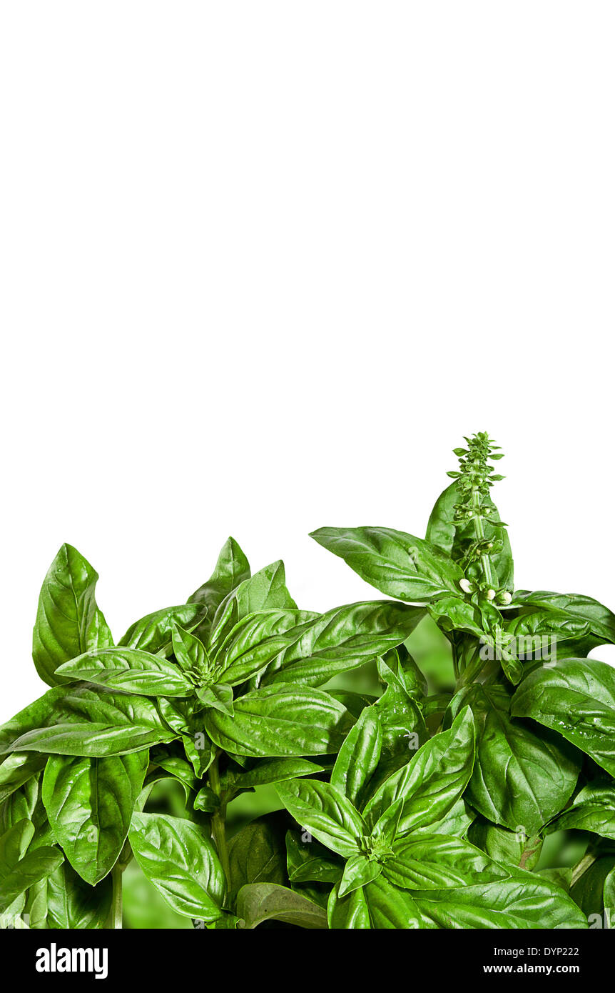 Fragrant basil border, isolated on white, with plenty of copyspace ...