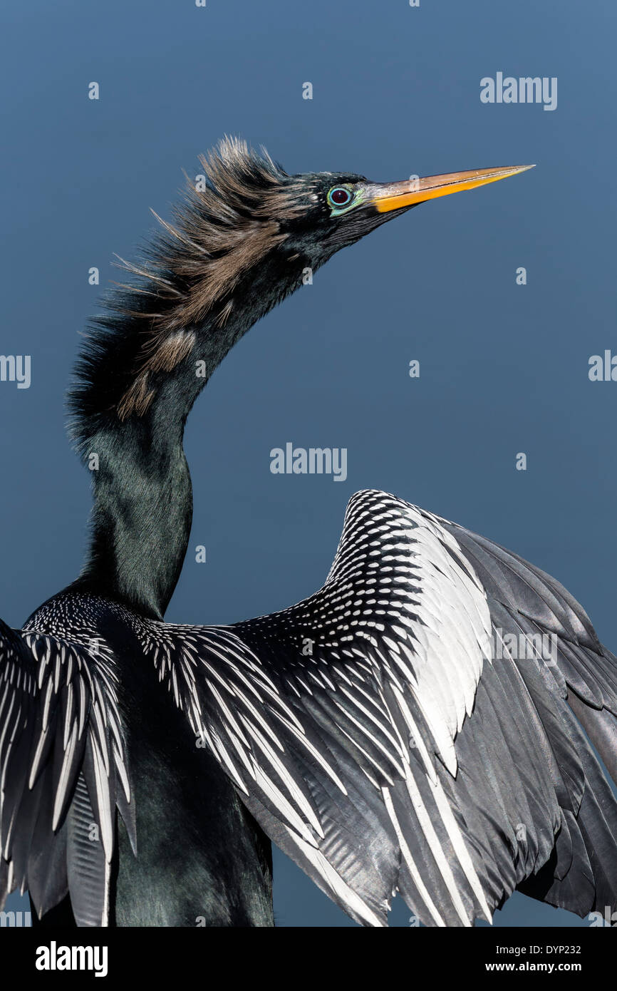 Anhinga male florida hi-res stock photography and images - Alamy