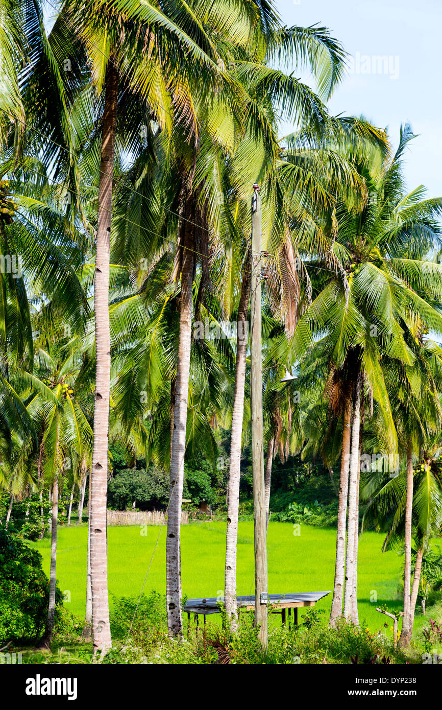 Rural Landscape in Puerto Princesa, Palawan, Philippines Stock Photo ...