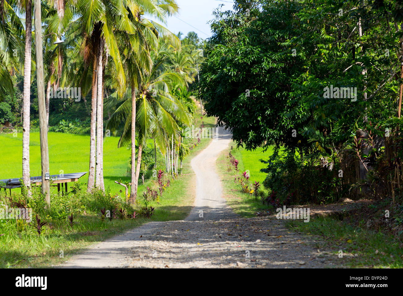 Rural Country Road in Puerto Princesa, Palawan, Philippines Stock Photo ...