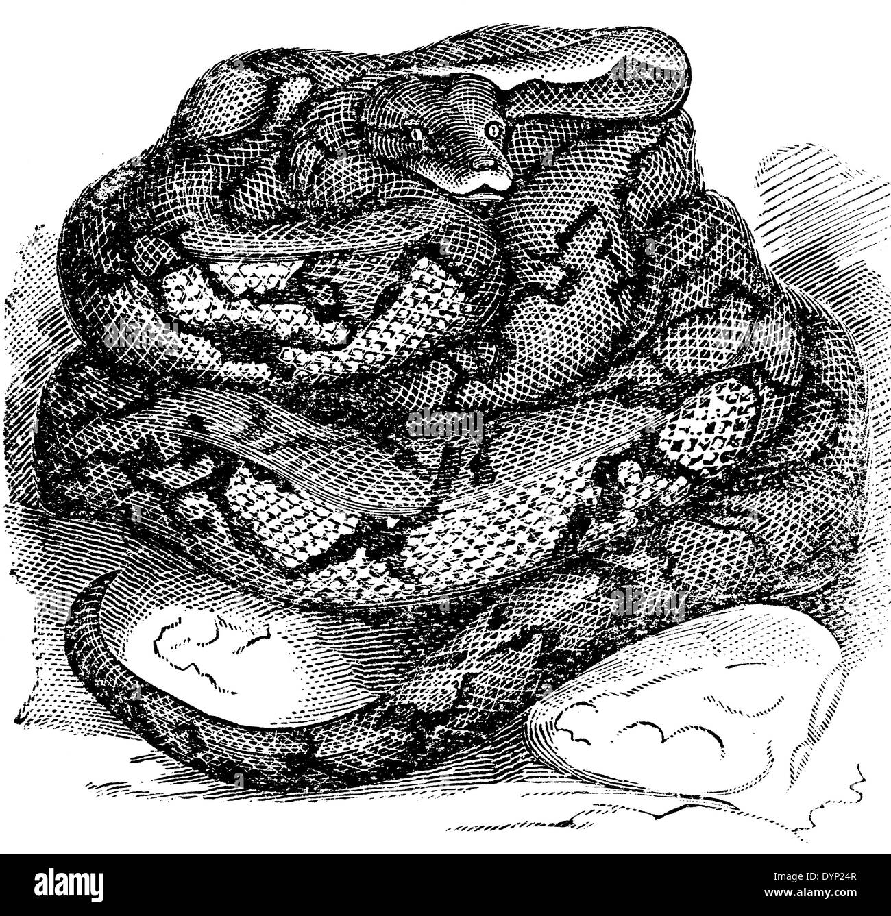 Boa constrictor, illustration from Soviet encyclopedia, 1927 Stock ...
