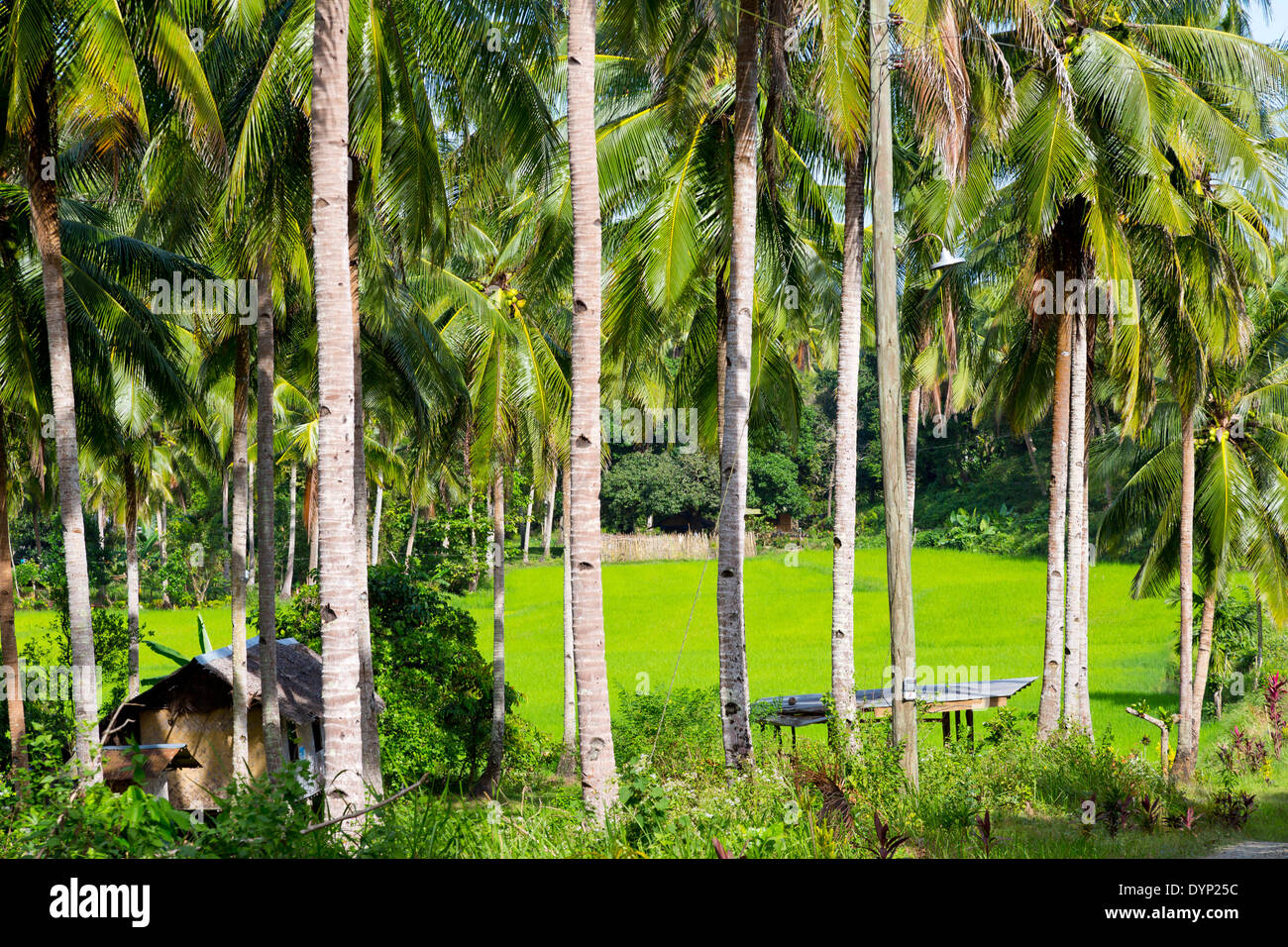 Rural Landscape in Puerto Princesa, Palawan, Philippines Stock Photo ...