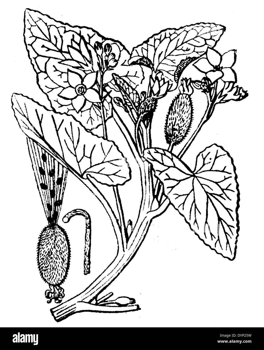 Cucumber herb Black and White Stock Photos & Images - Alamy