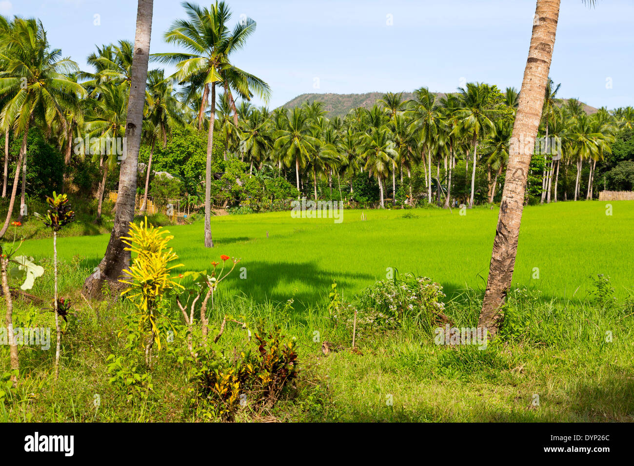 Rice Field in Puerto Princesa, Palawan, Philippines Stock Photo - Alamy