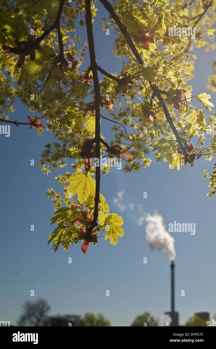 Leaves and buds emerging on tree in spring with grain whisky distillery ...