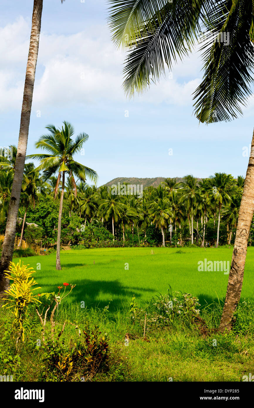 Rice Field in Puerto Princesa, Palawan, Philippines Stock Photo - Alamy