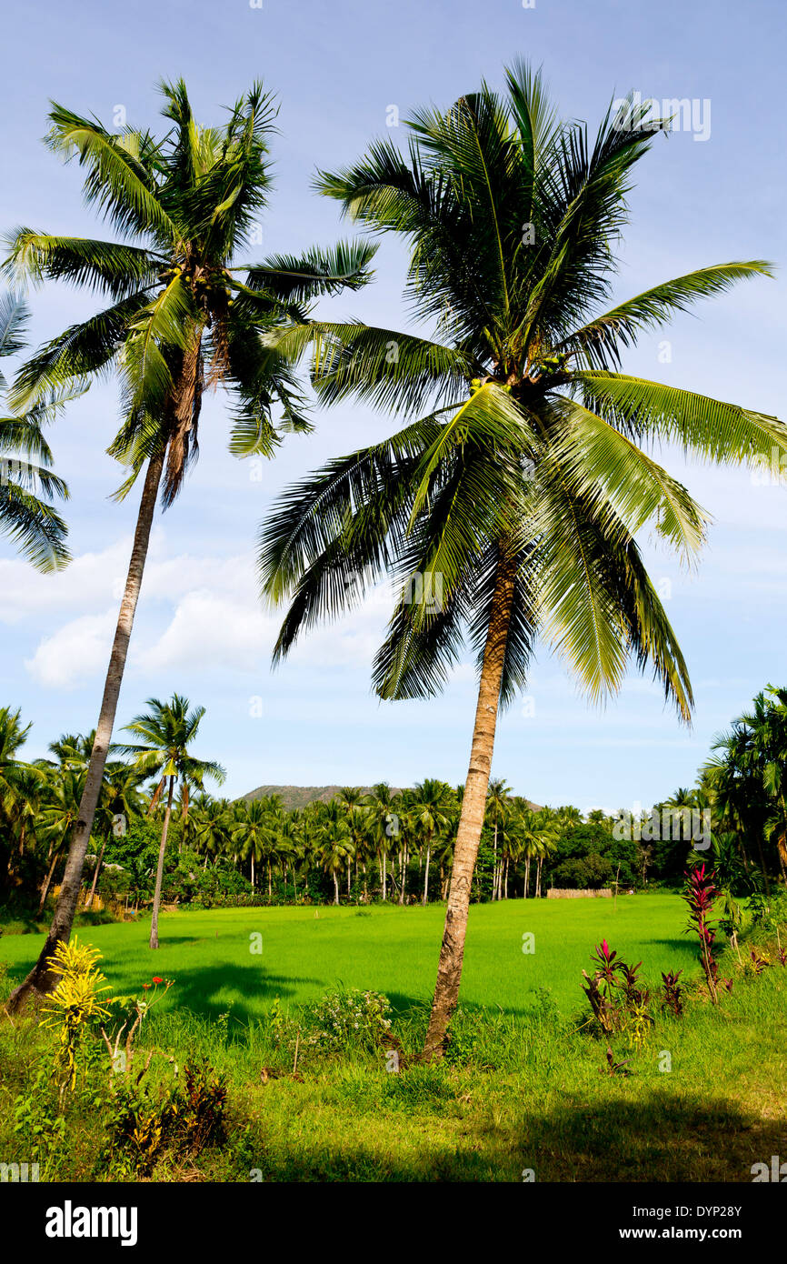 Rice Field in Puerto Princesa, Palawan, Philippines Stock Photo - Alamy