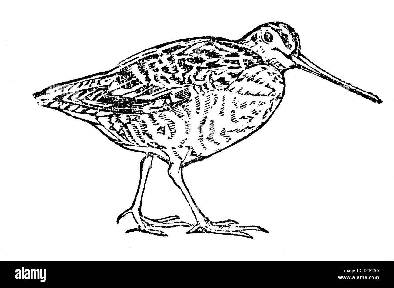 Great Snipe (Gallinago media), illustration from Soviet encyclopedia ...