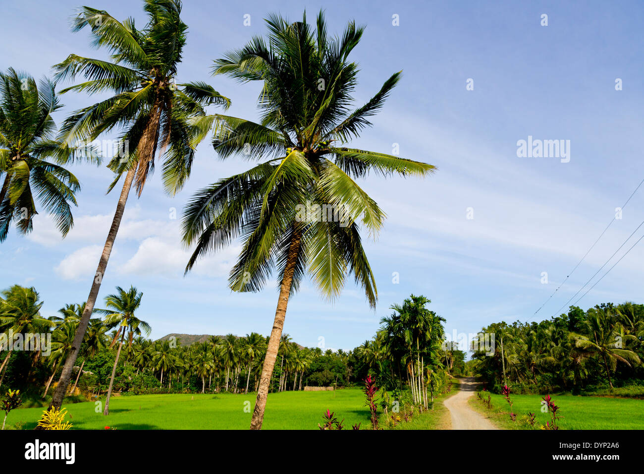 Rural Landscape in Puerto Princesa, Palawan, Philippines Stock Photo ...