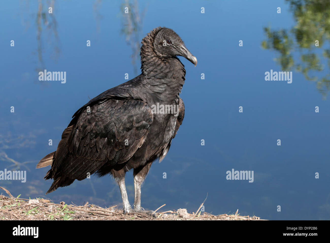 Black Vulture in the Florida everglades Stock Photo - Alamy