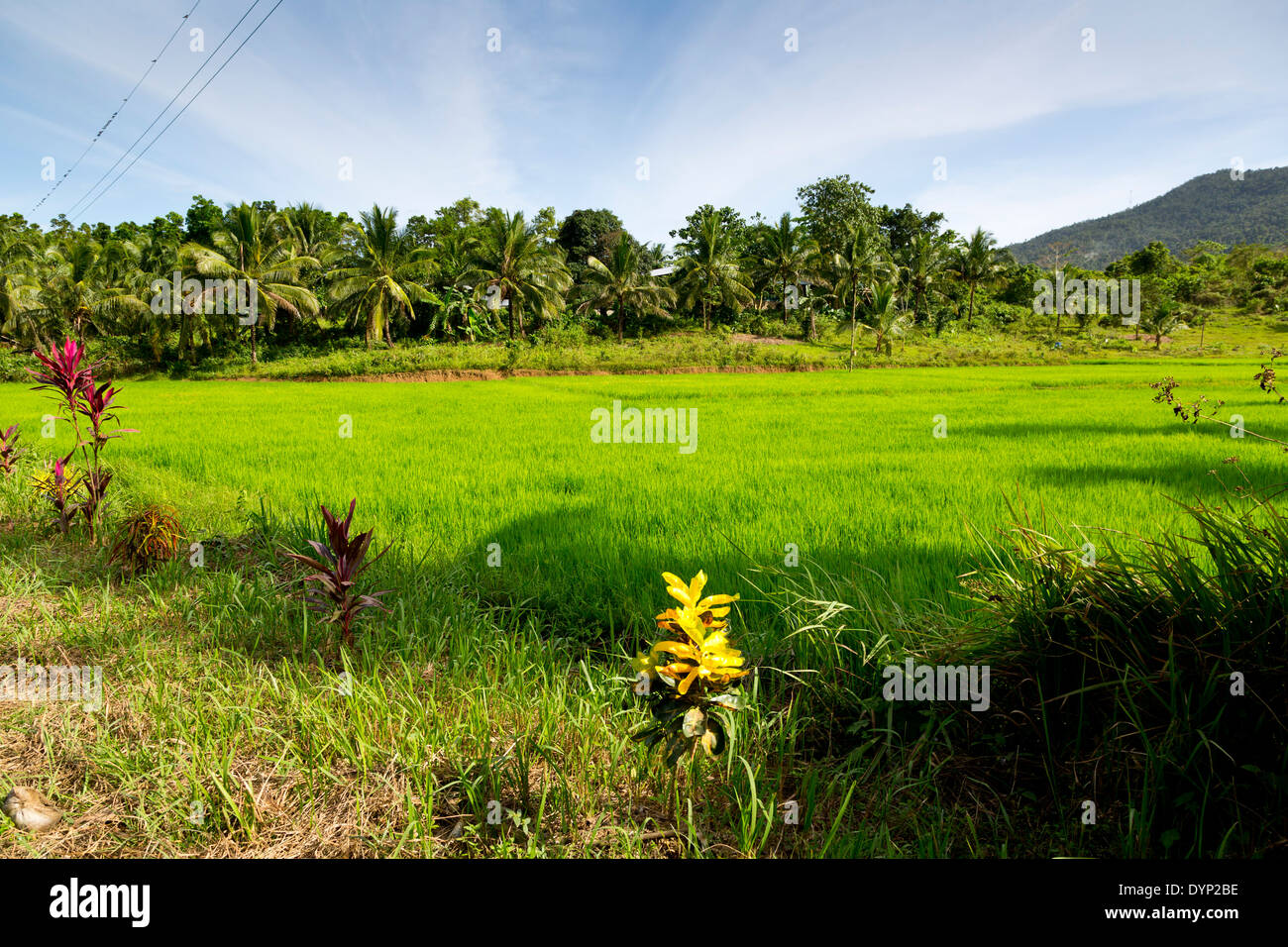 Rice Field in Puerto Princesa, Palawan, Philippines Stock Photo - Alamy