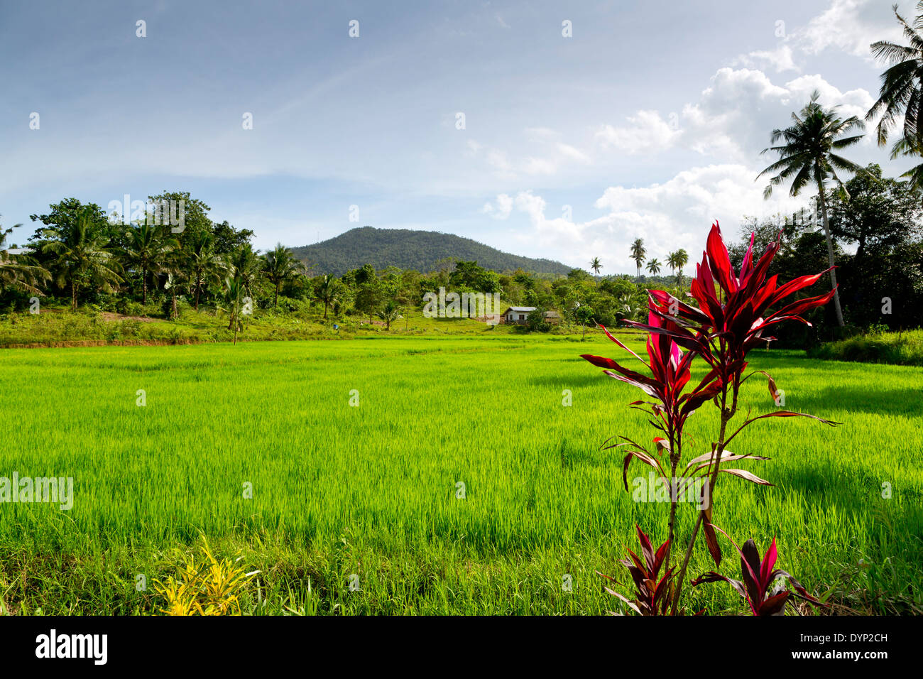 Rice Field in Puerto Princesa, Palawan, Philippines Stock Photo - Alamy