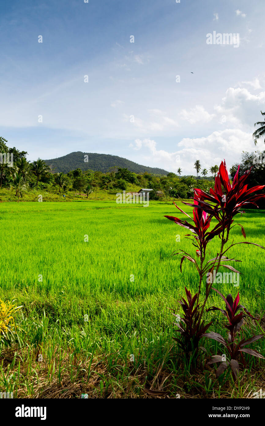 Rice Field in Puerto Princesa, Palawan, Philippines Stock Photo - Alamy