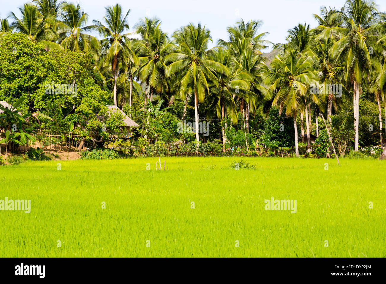 Rice Field in Puerto Princesa, Palawan, Philippines Stock Photo - Alamy