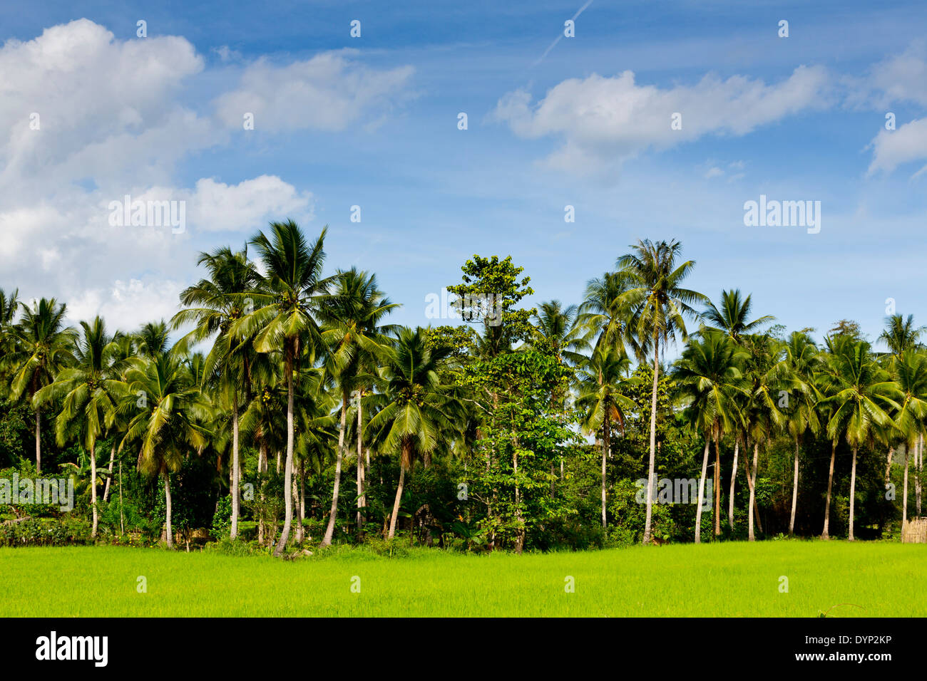 Rural Landscape in Puerto Princesa, Palawan, Philippines Stock Photo ...