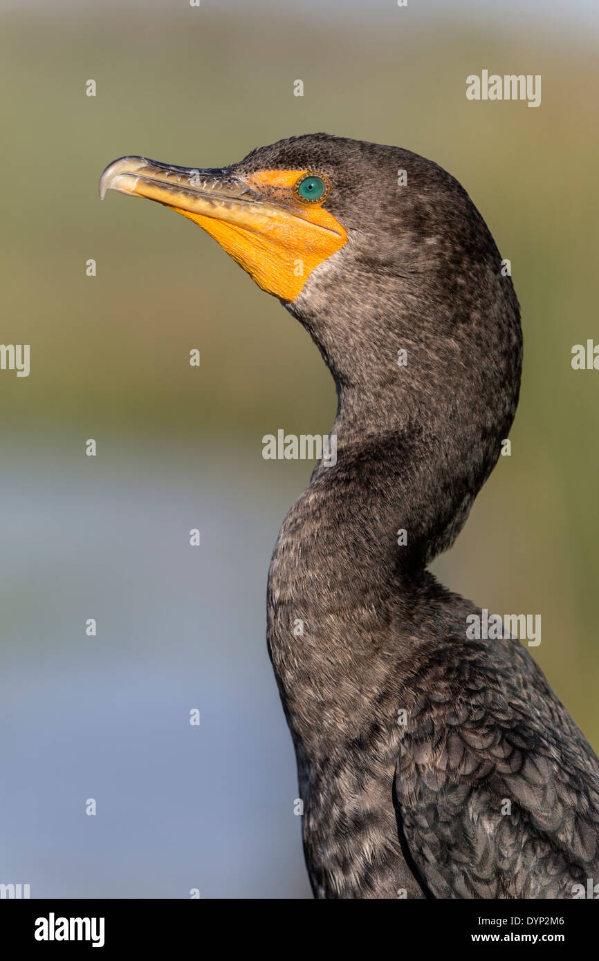 Close up cormorant head hi-res stock photography and images - Alamy
