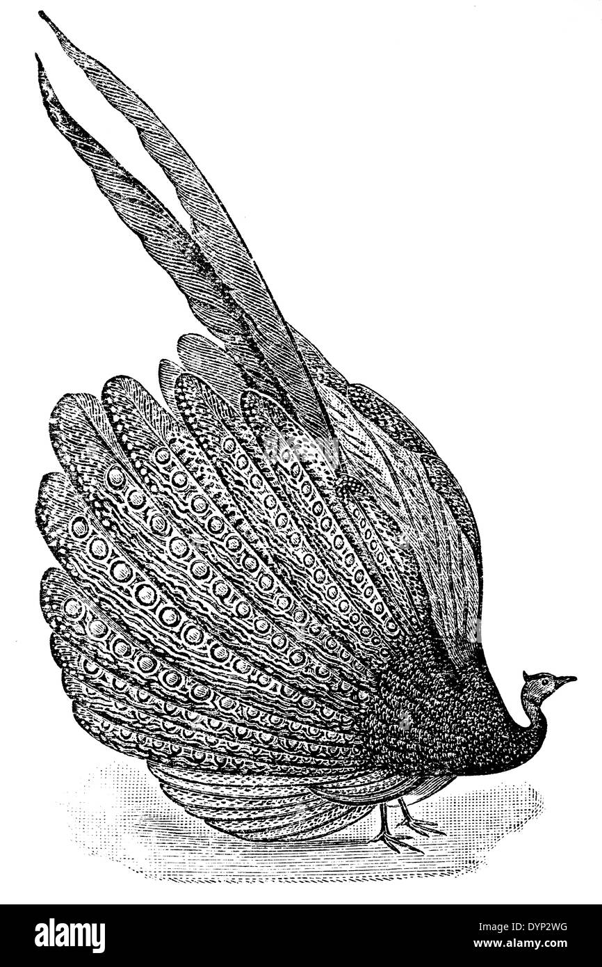 Great Argus (Argusianus argus), illustration from Soviet encyclopedia ...