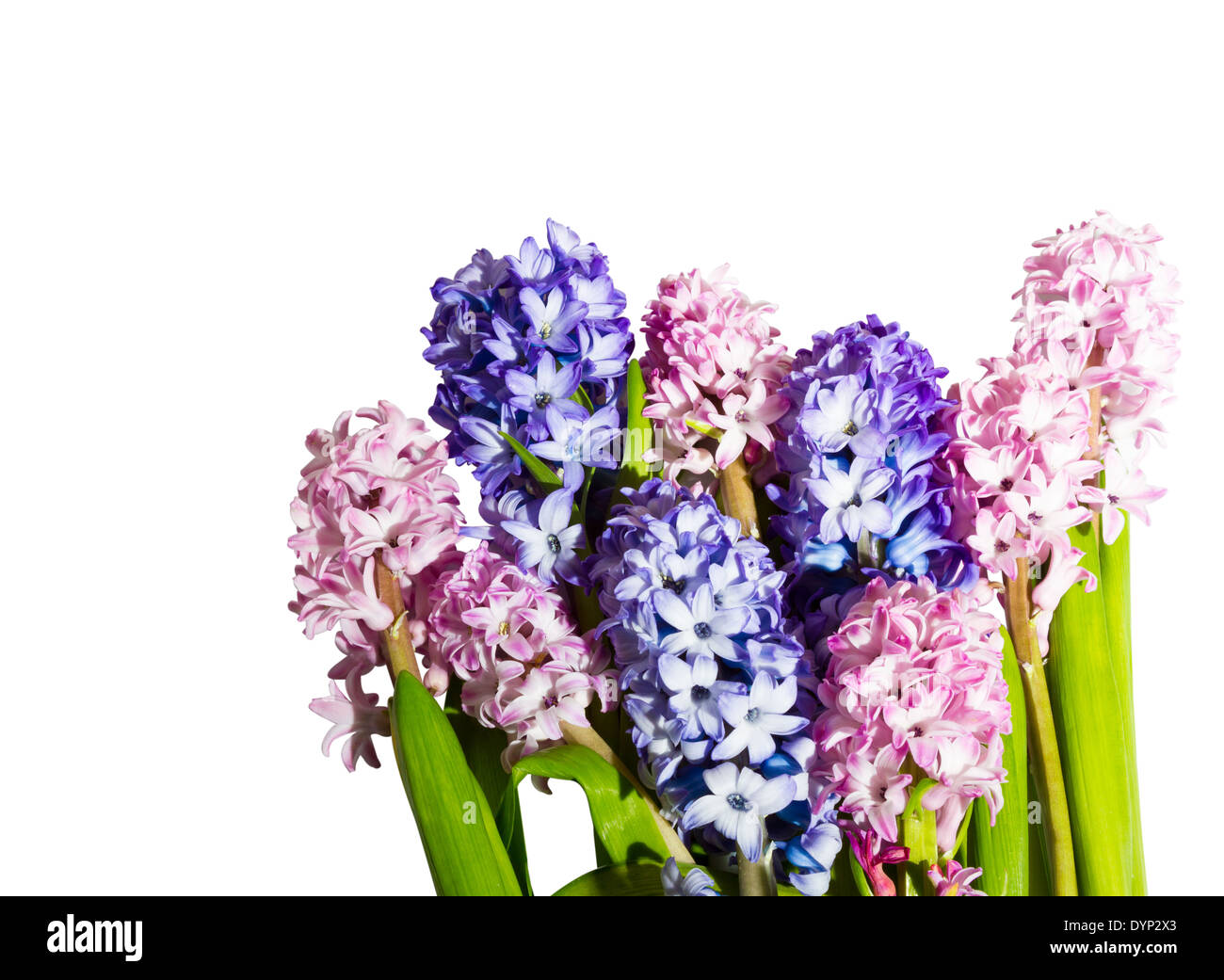 Beautiful pink and purple hyacinths in bloom. Border or frame Stock ...