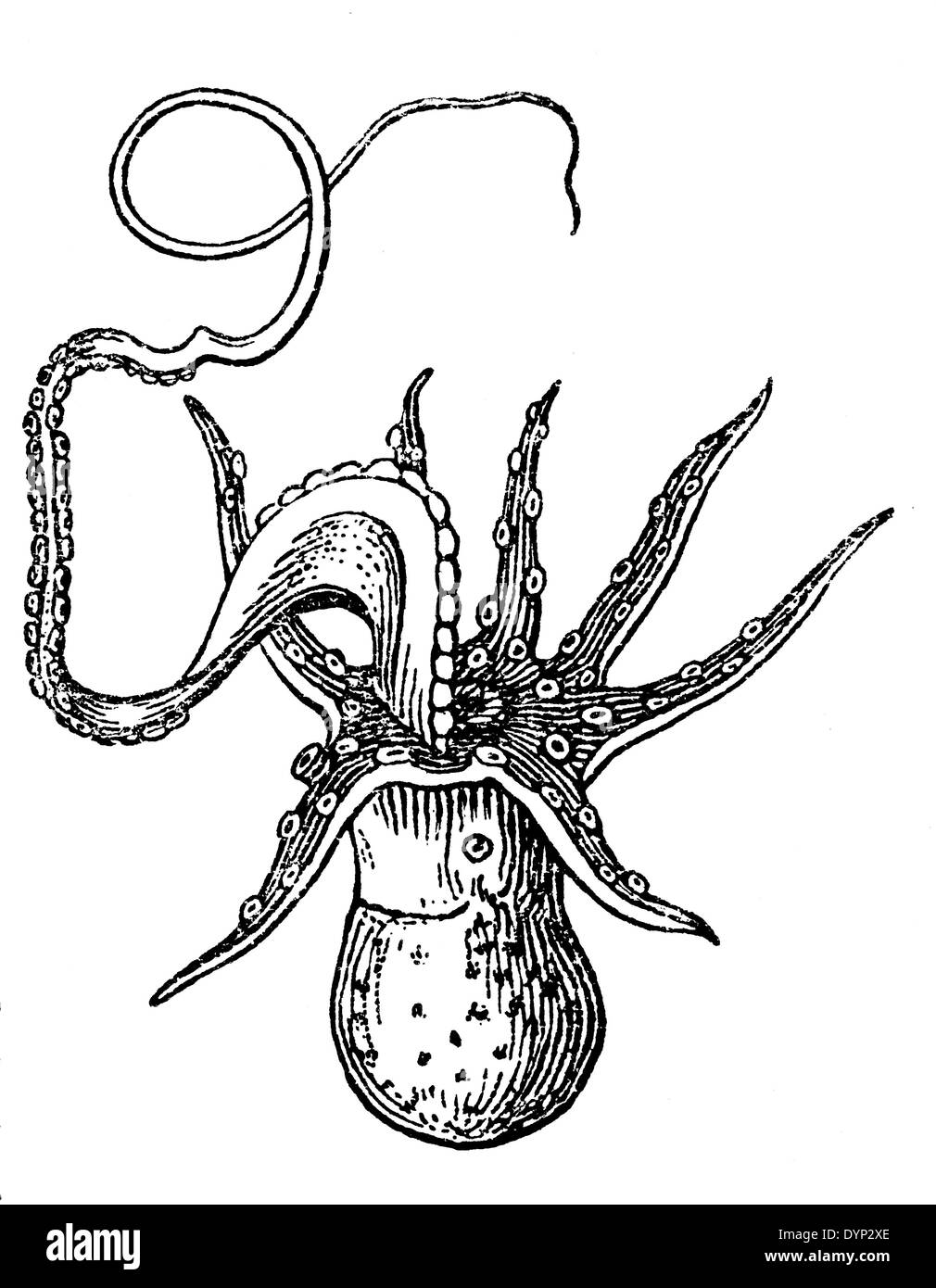 Argonauta hi-res stock photography and images - Alamy