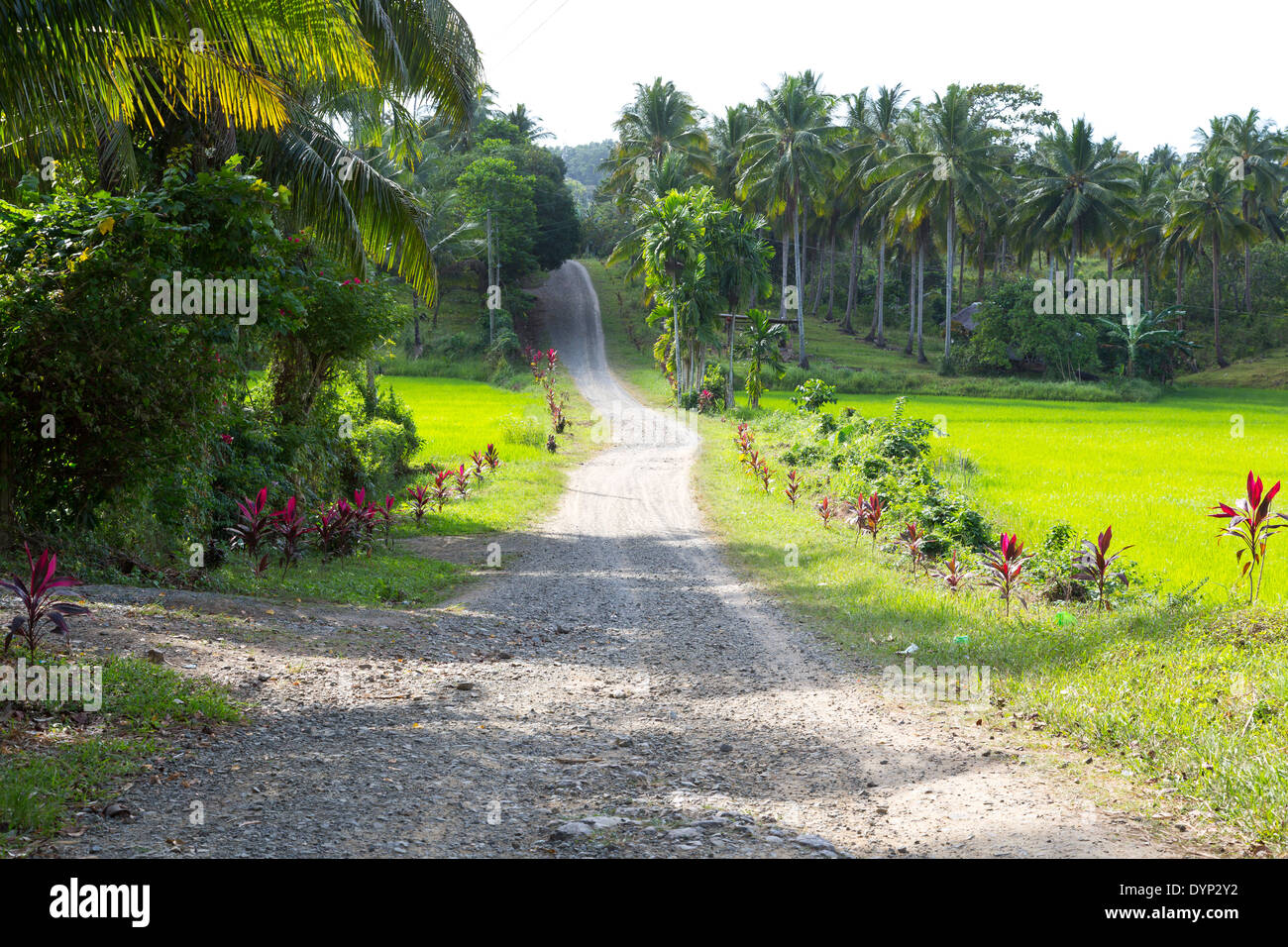 Rural Country Road in Puerto Princesa, Palawan, Philippines Stock Photo ...