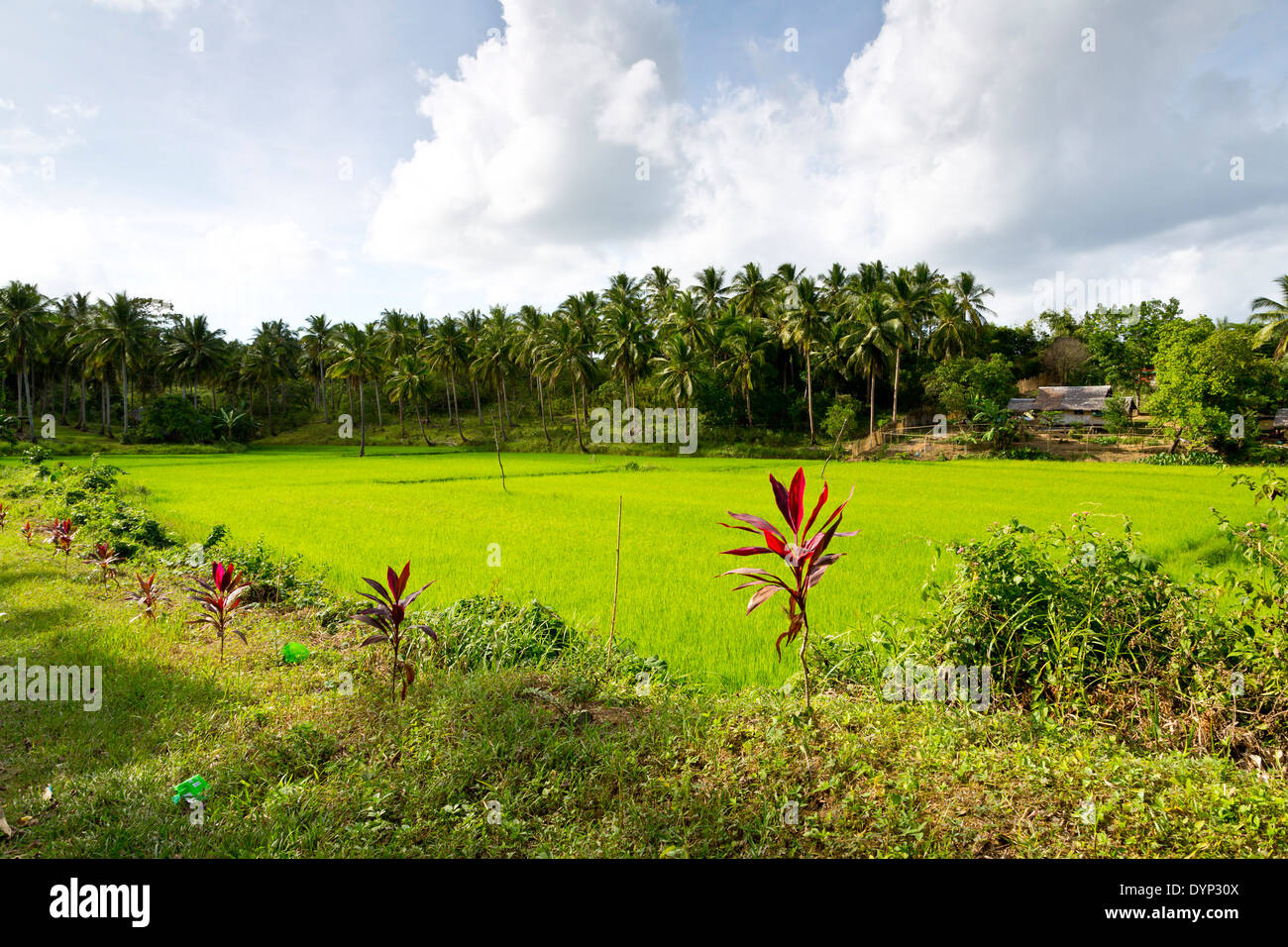 Rice Field in Puerto Princesa, Palawan, Philippines Stock Photo - Alamy