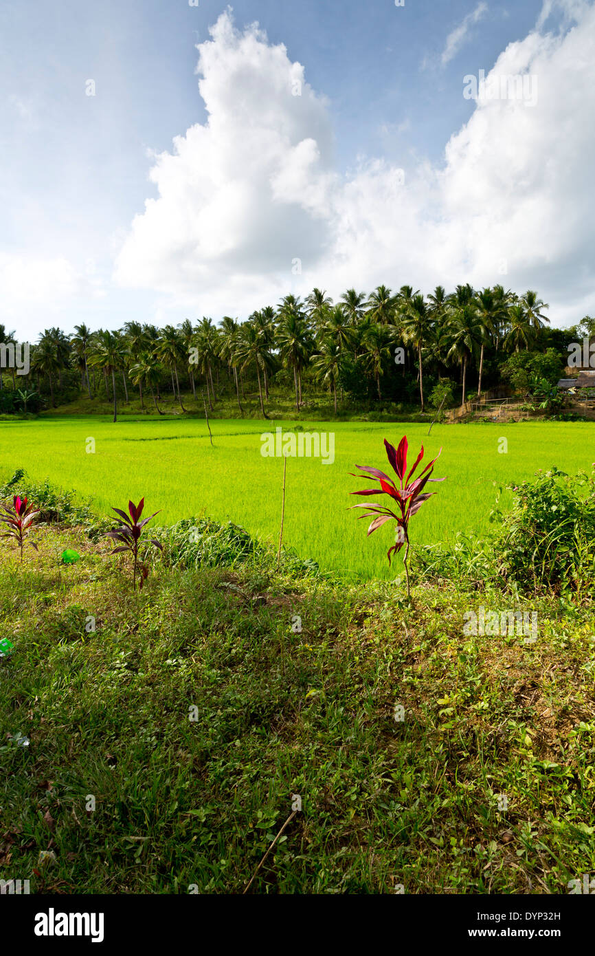 Rice Field in Puerto Princesa, Palawan, Philippines Stock Photo - Alamy