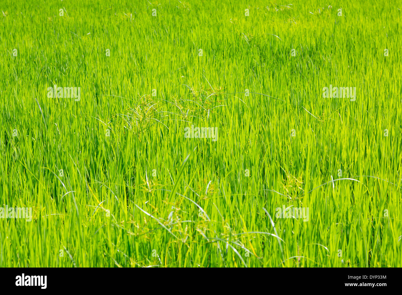 Rice Field in Puerto Princesa, Palawan, Philippines Stock Photo - Alamy