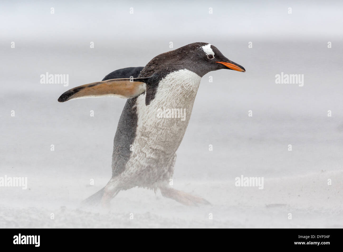 Penguin walking hi-res stock photography and images - Alamy