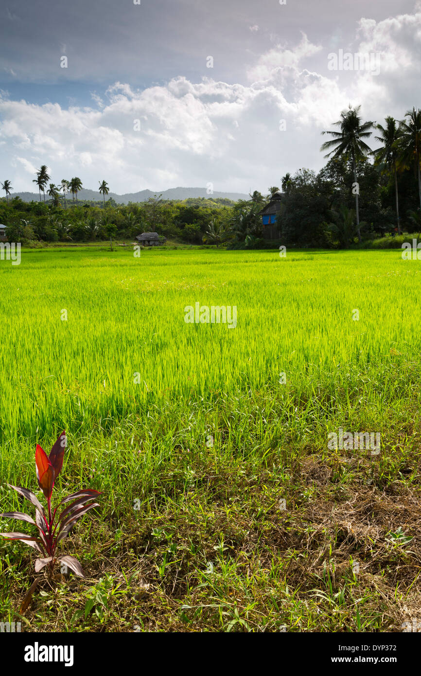Rice Field in Puerto Princesa, Palawan, Philippines Stock Photo - Alamy
