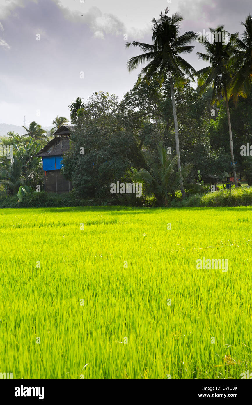 Rice Field in Puerto Princesa, Palawan, Philippines Stock Photo - Alamy