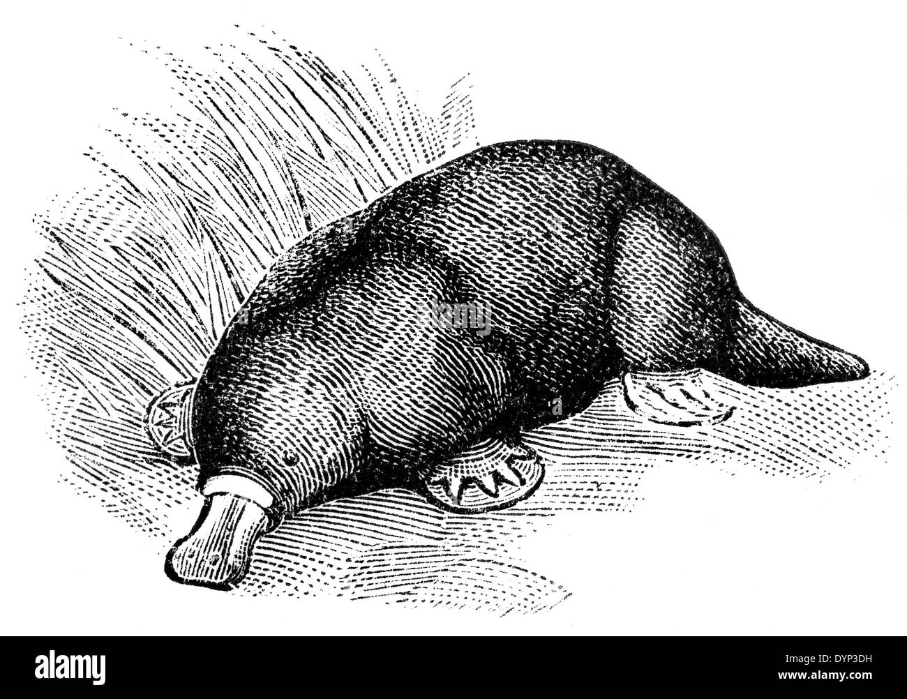 Ornithorhynchus anatinus australia Cut Out Stock Images & Pictures - Alamy