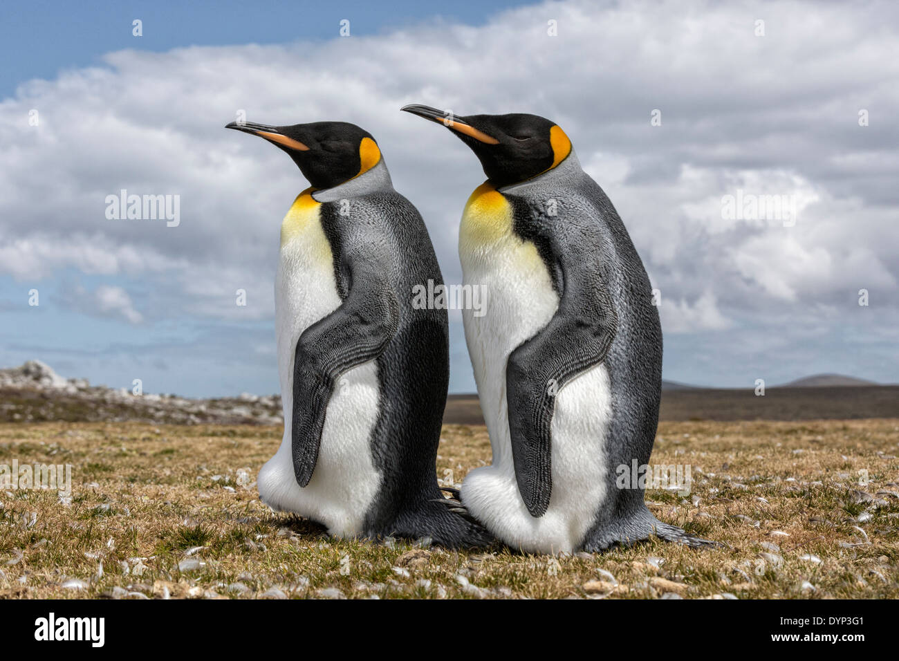 King Penguin - brooding pair Stock Photo - Alamy