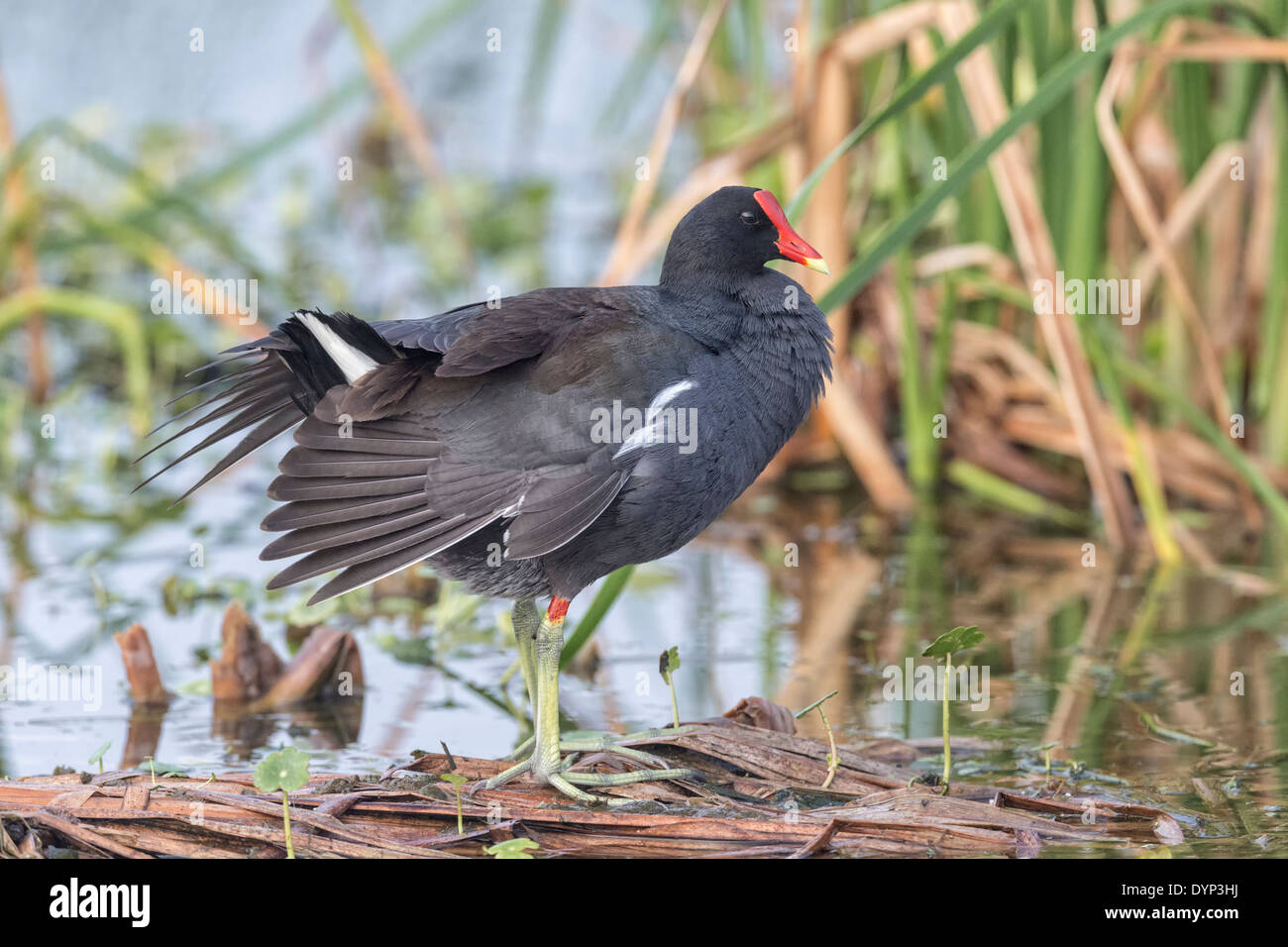 Moorhen stretching wings Stock Photo - Alamy