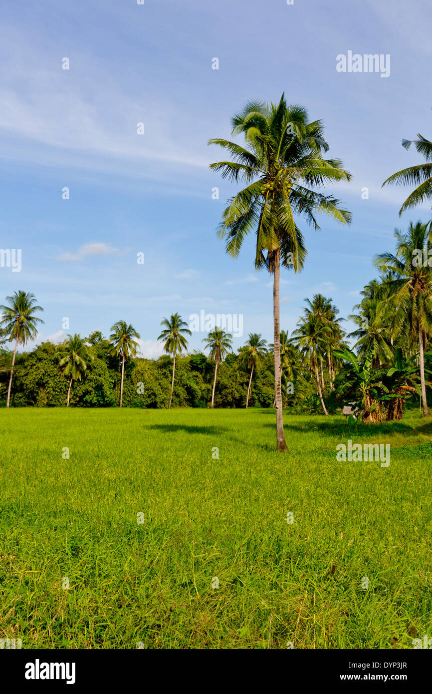 Rice Field in Puerto Princesa, Palawan, Philippines Stock Photo - Alamy