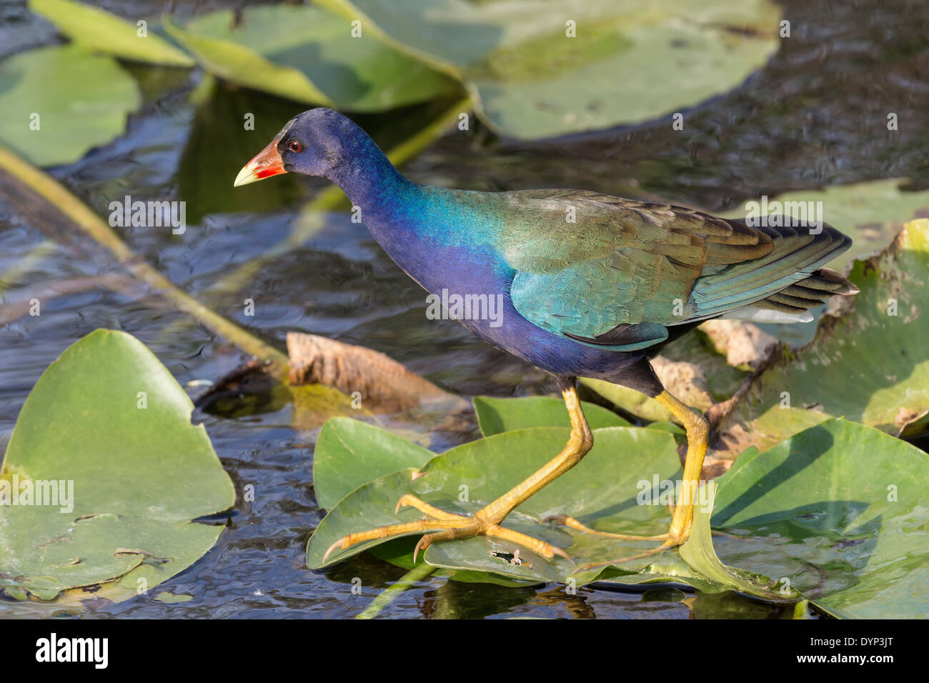 Purple gallinule at lake hi-res stock photography and images - Alamy