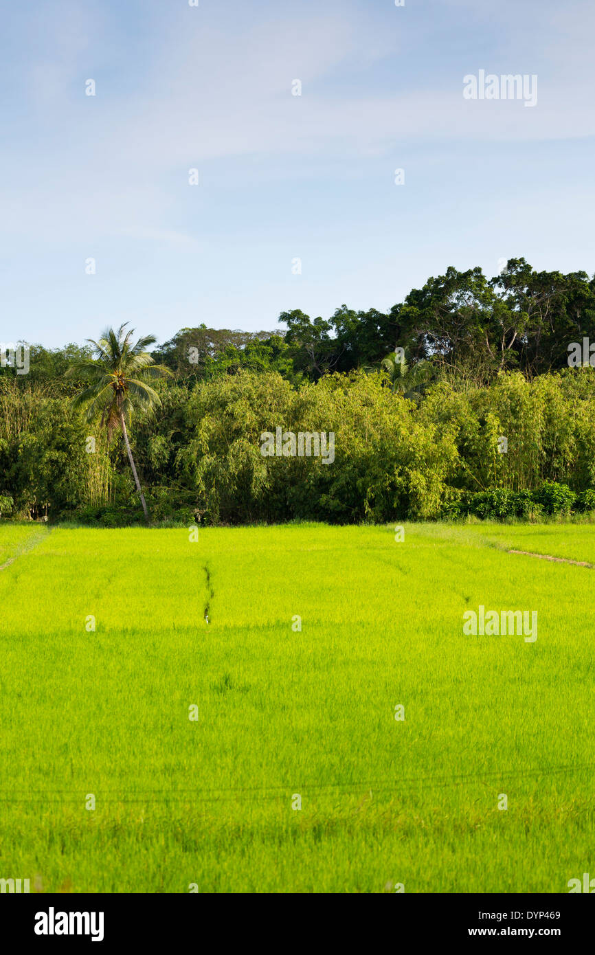 Rice Field in Puerto Princesa, Palawan, Philippines Stock Photo - Alamy