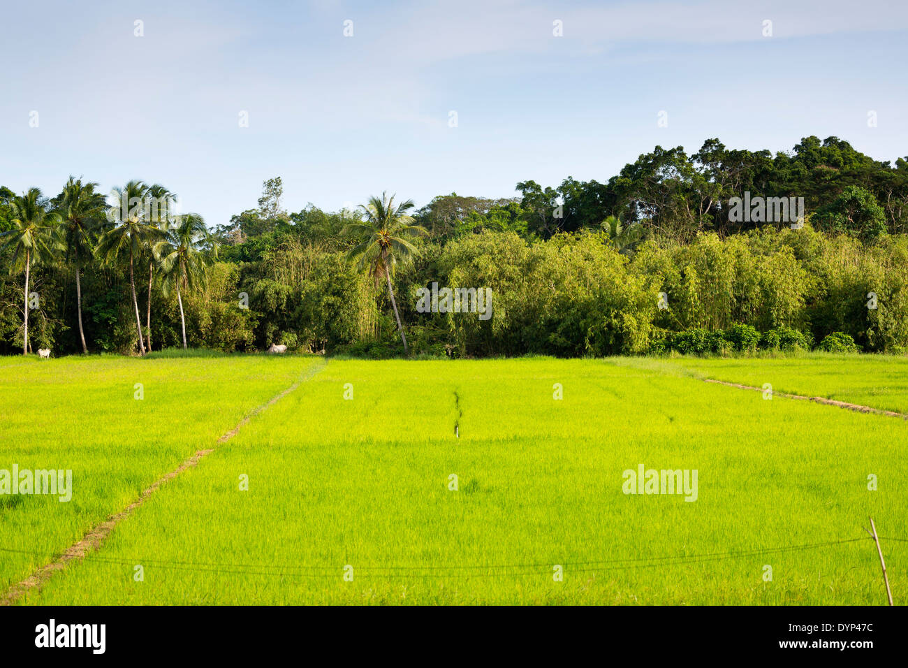 Rice Field in Puerto Princesa, Palawan, Philippines Stock Photo - Alamy