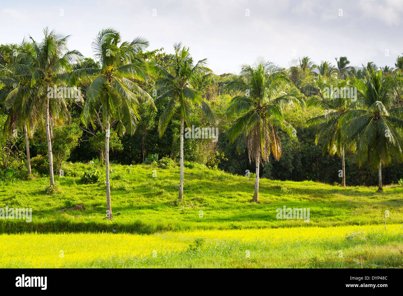 Rice Field in Puerto Princesa, Palawan, Philippines Stock Photo - Alamy